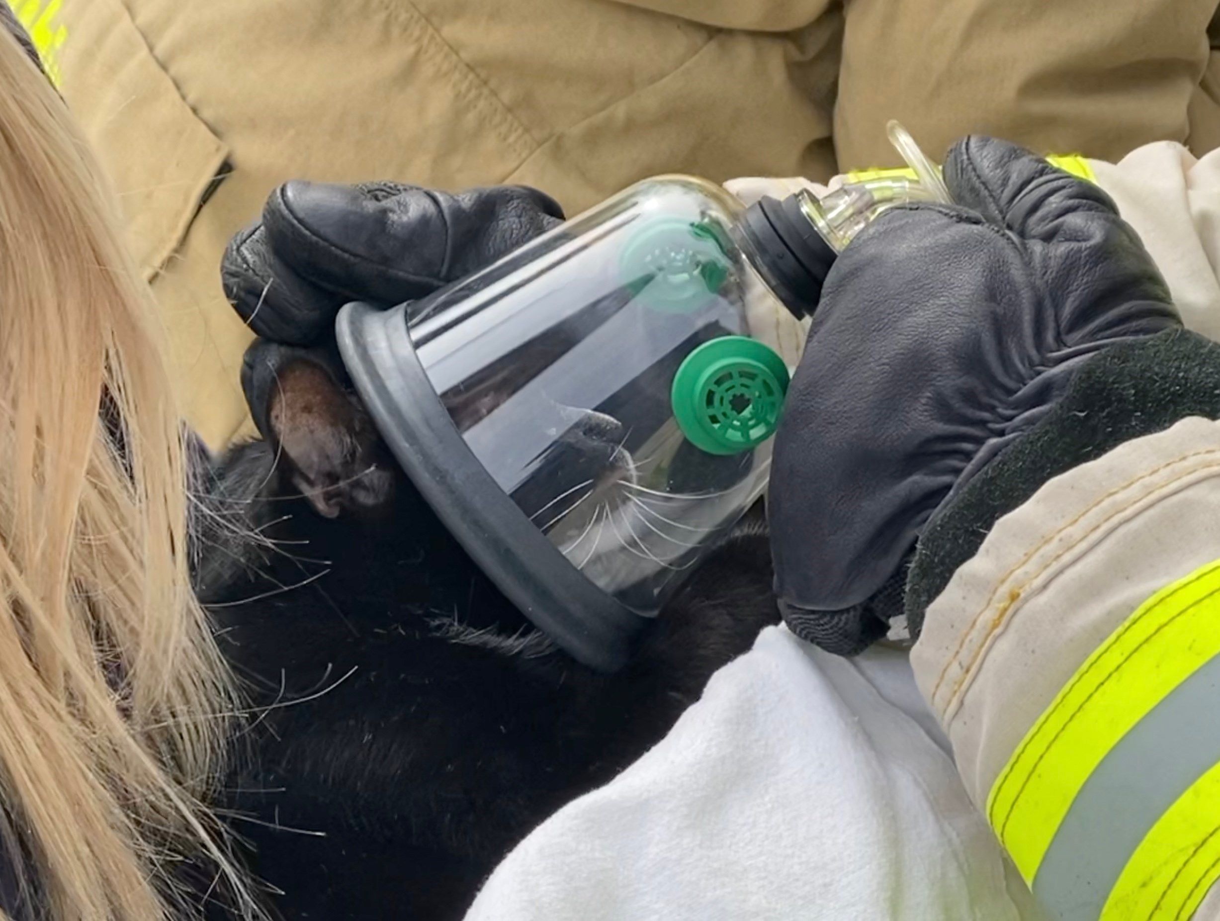 Donation helps EMS save cats from house fire - RIVER COUNTRY - NEWS ...