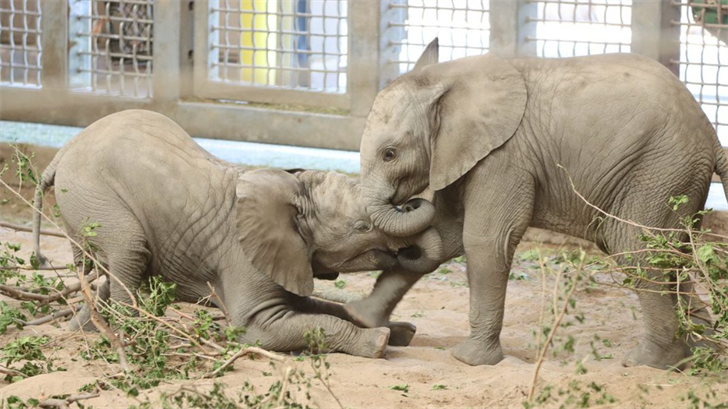 Omaha Zoo’s elephant calves celebrate first birthdays - RIVER COUNTRY ...