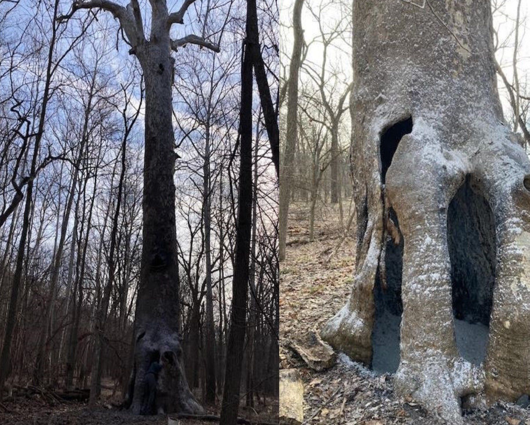 Suspicious fire damages largest sycamore tree - RIVER COUNTRY - NEWS ...