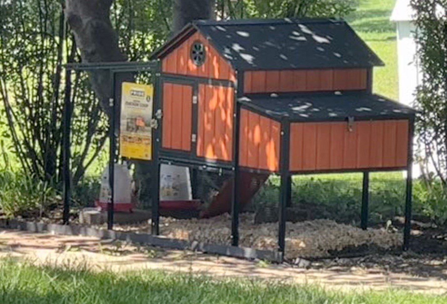 Auburn issues first chicken permit - RIVER COUNTRY - NEWS CHANNEL NEBRASKA